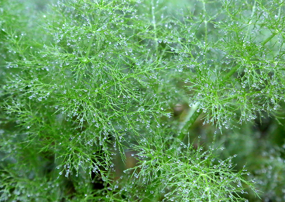 Dill leaves | Fairmilefoto | Blipfoto