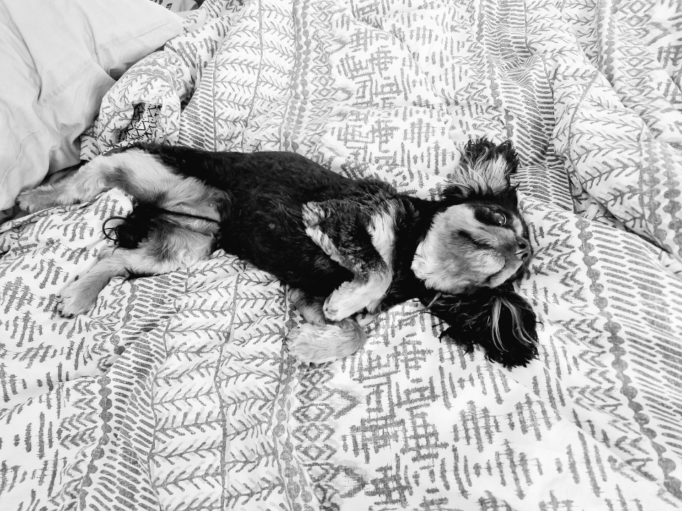 hot dog | spishy | Blipfoto