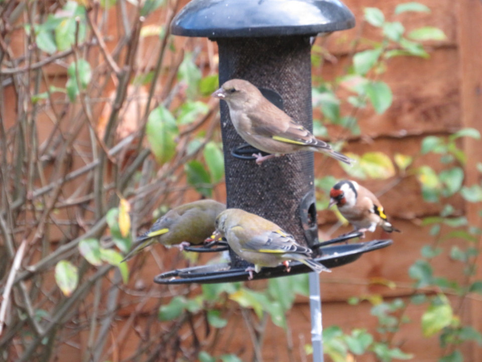 They Are back. | Midlander | Blipfoto