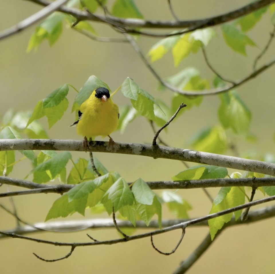 Mr. Goldfinch | Kimb | Blipfoto