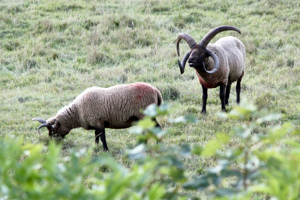 Feeling a bit sheepish | JohnRH | Blipfoto