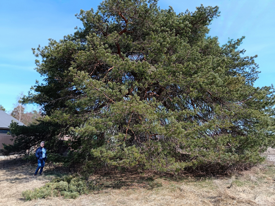 The Emperor's Pine (Hameenlinna) | joesblips | Blipfoto