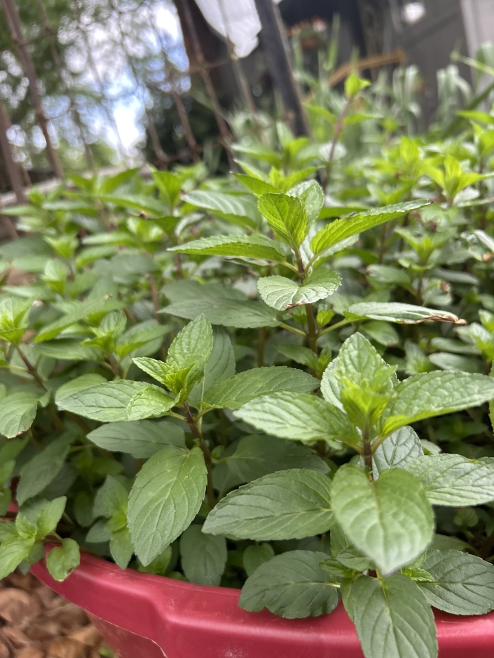 Mint Condition! | loveeveryminute | Blipfoto