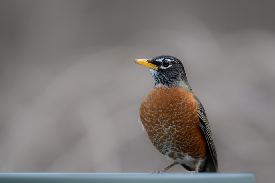 Handsome | dbifulco | Blipfoto