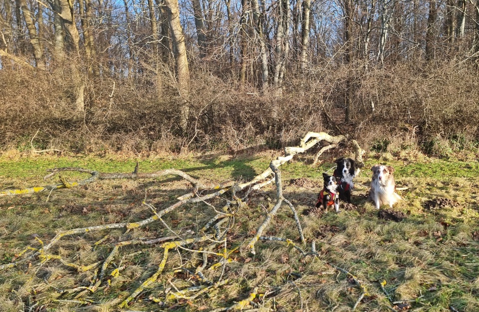 Knocked over tree | TheHazylandBoys | Blipfoto