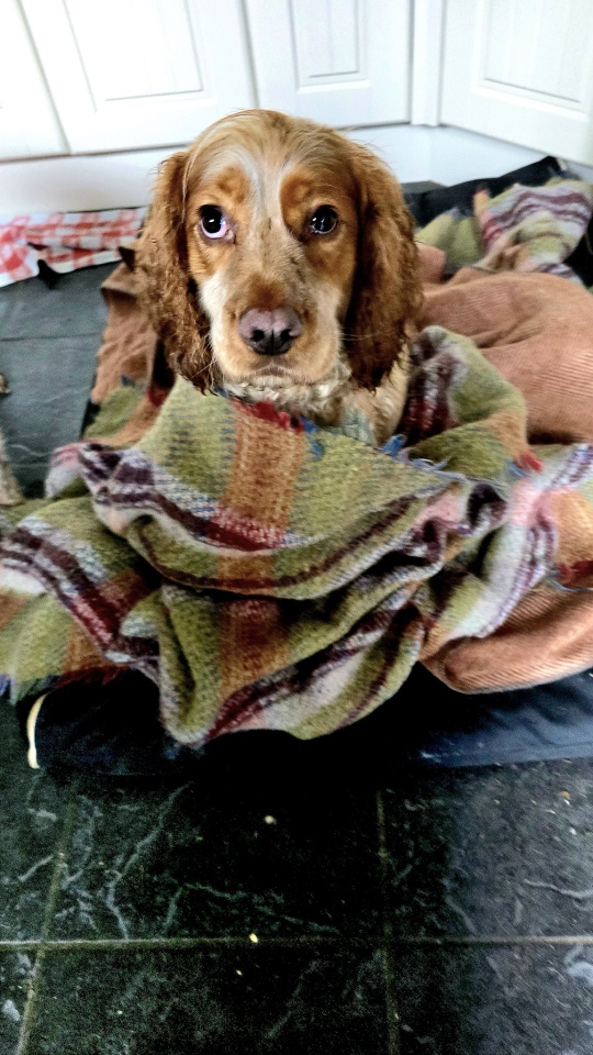 Its a wrap! | snapper | Blipfoto