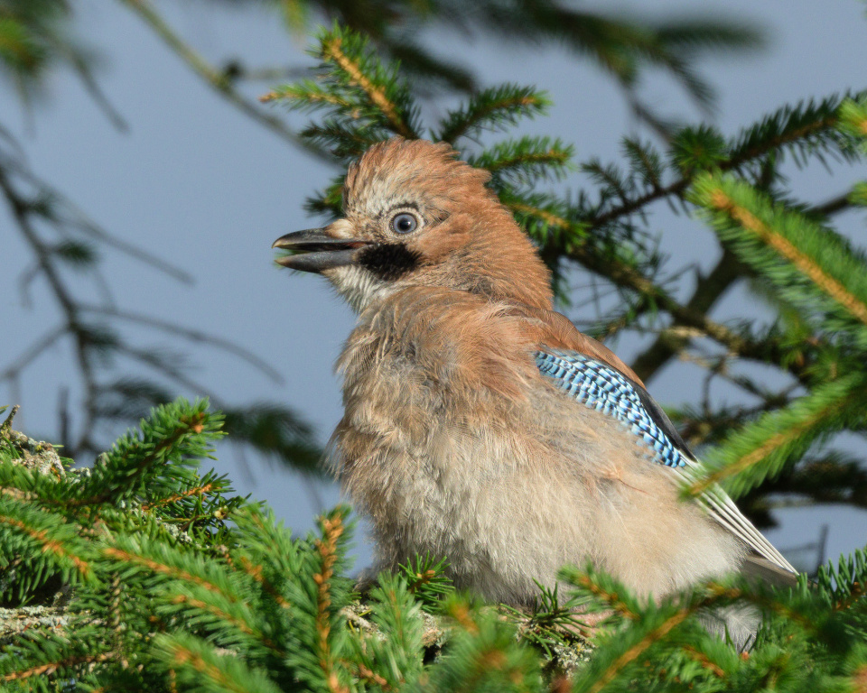 Baby Jay-ne | KenPetch | Blipfoto