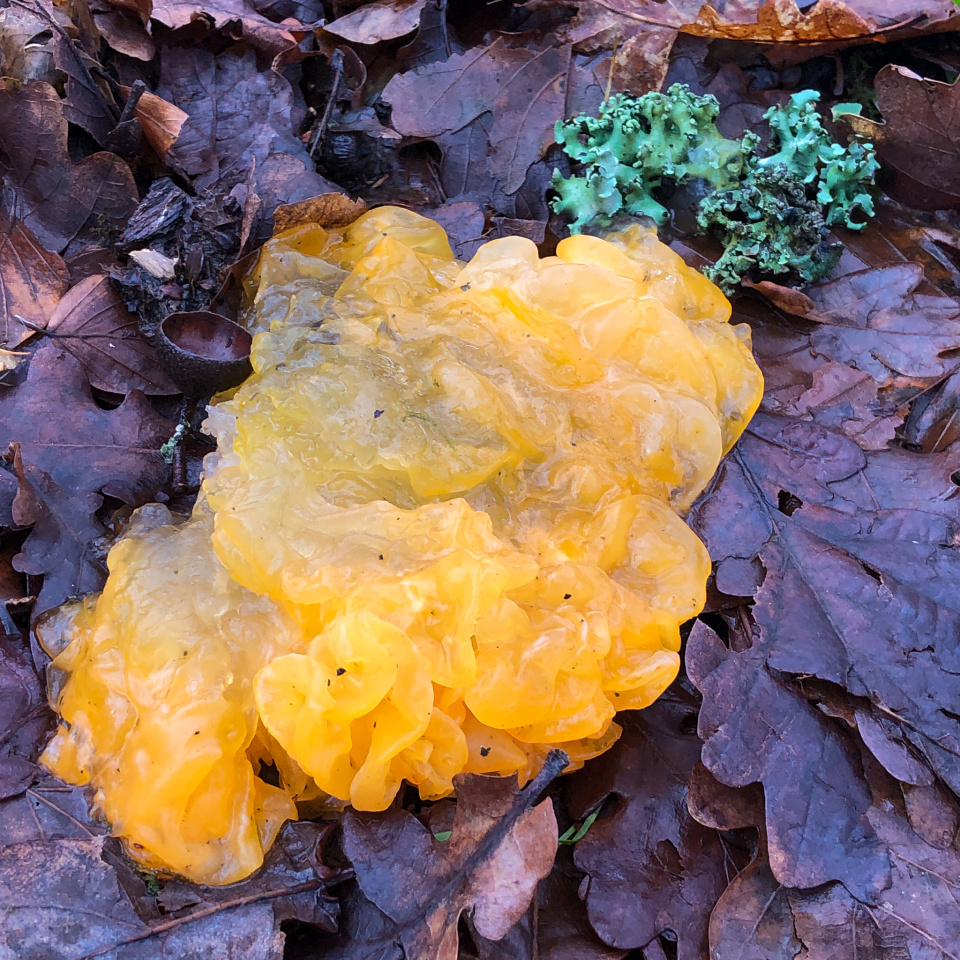 Yellow Brain Fungus | HClaireB | Blipfoto