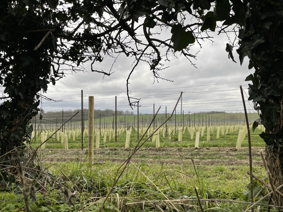 View of a vineyard through the hedge | Tryfan46 | Blipfoto