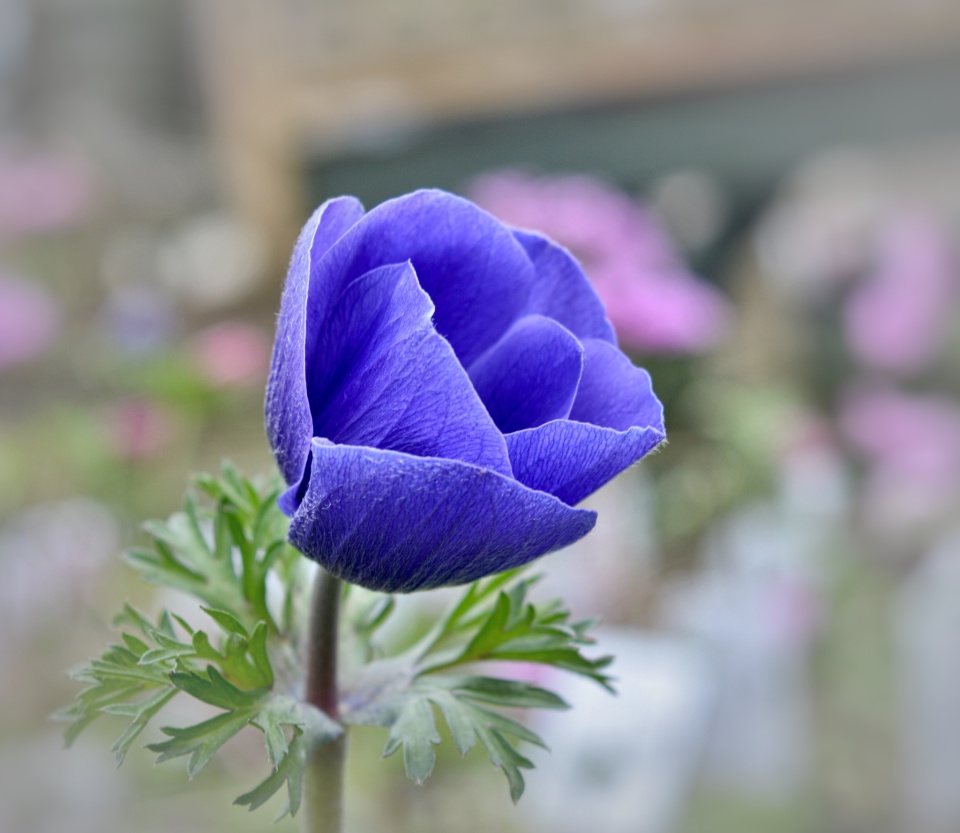 Spring has Sprung | mambo | Blipfoto