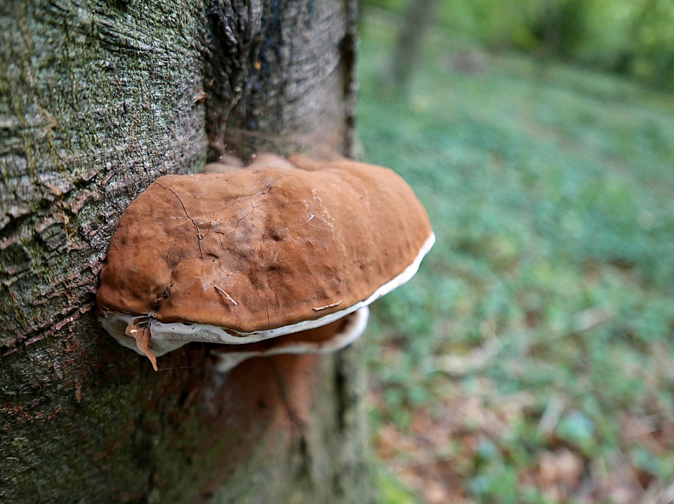 Wild Wednesday....Fungus | evolybab | Blipfoto