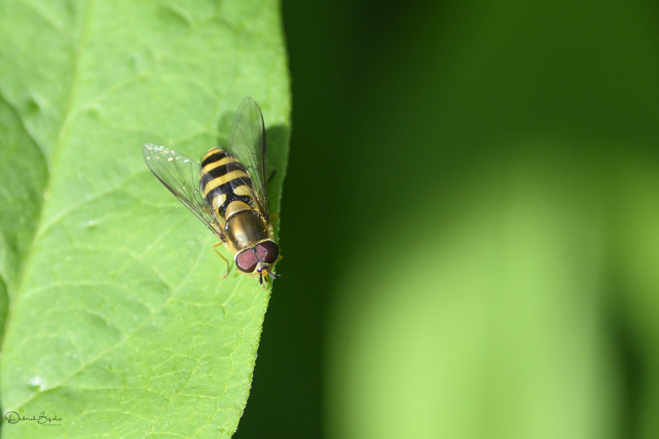 Syrphus | dbifulco | Blipfoto