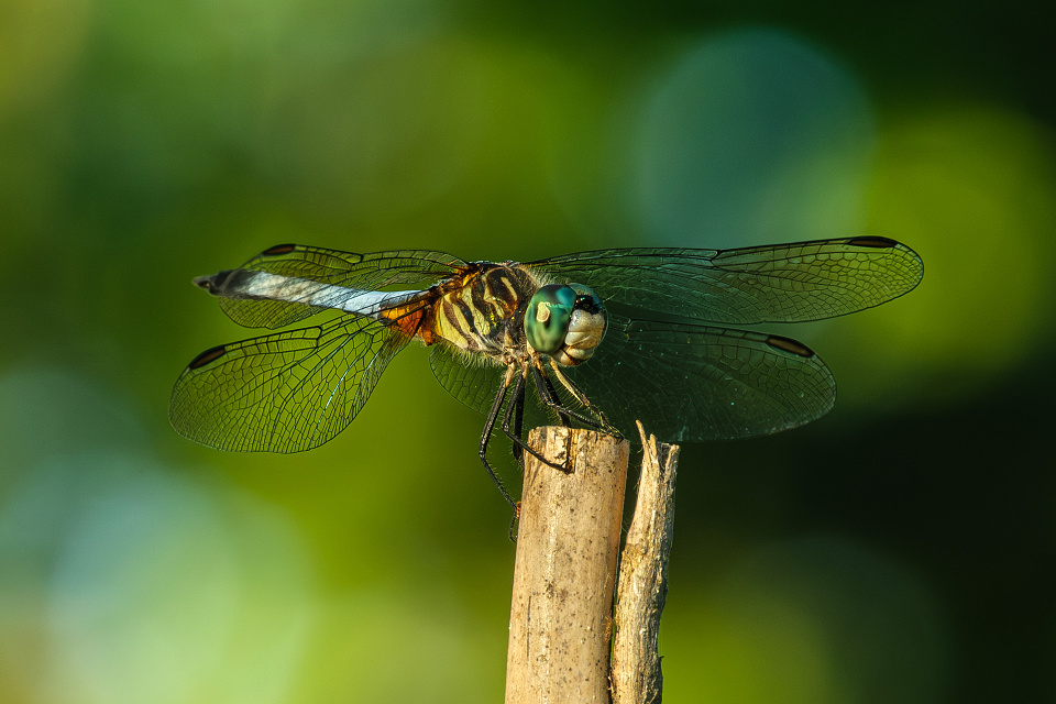 Voracious Predator | MikeWest | Blipfoto