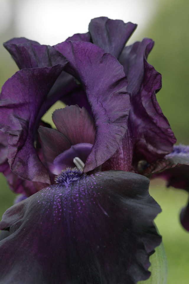 Love my Bearded Lilies | pop | Blipfoto