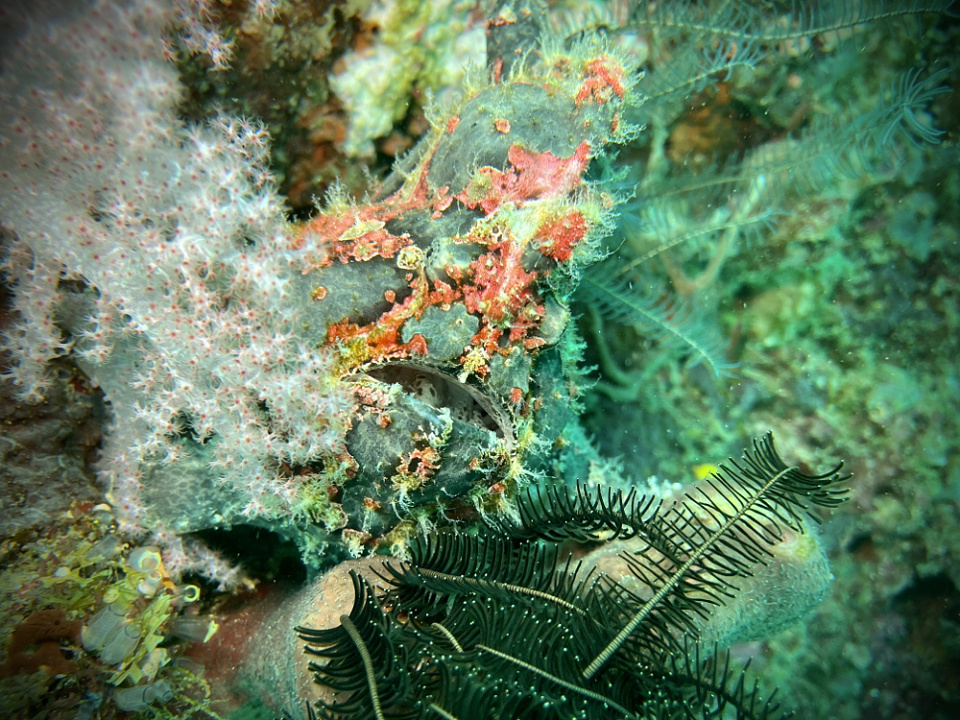 Frog Fish Anda Bohal | Roscoenoeye | Blipfoto