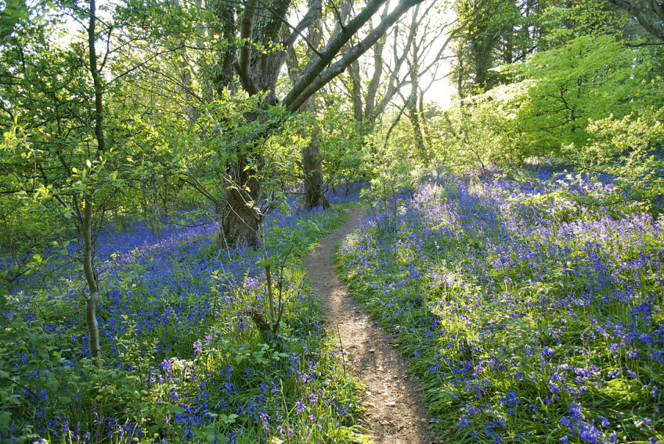 Rambling Path | MuddyFox | Blipfoto