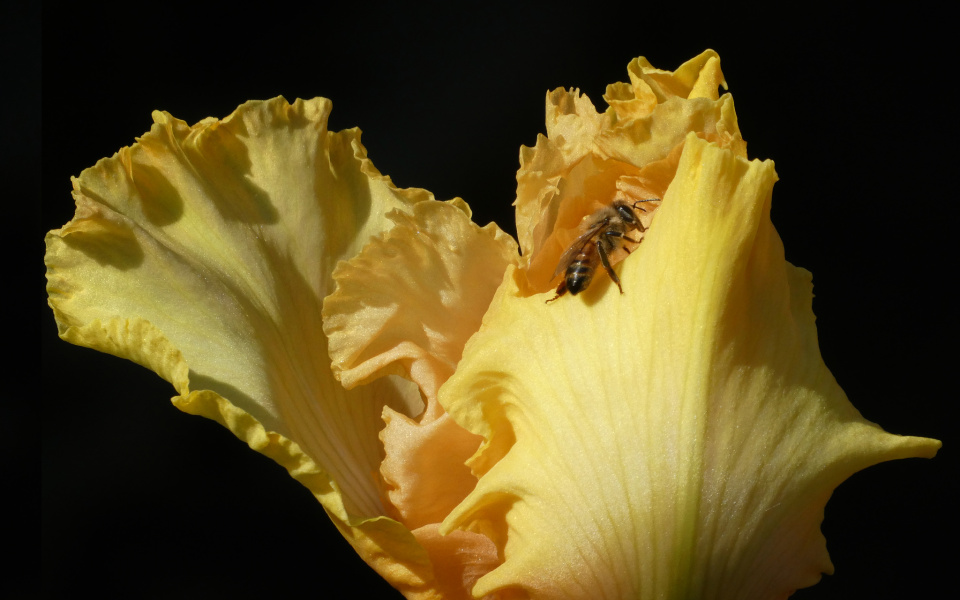 Yellow, Yellow, Kiss a Fellow | soozaday | Blipfoto