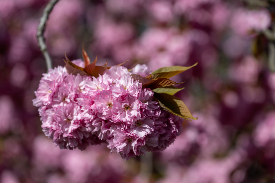 Cherry blossoms | NickyR | Blipfoto