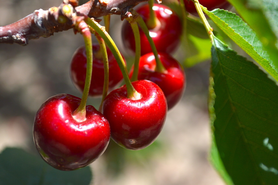 Cherry Picking | worldlens | Blipfoto
