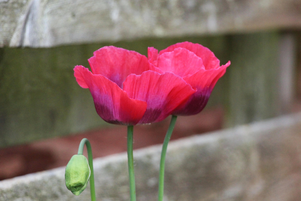 Poppy love | Red | Blipfoto