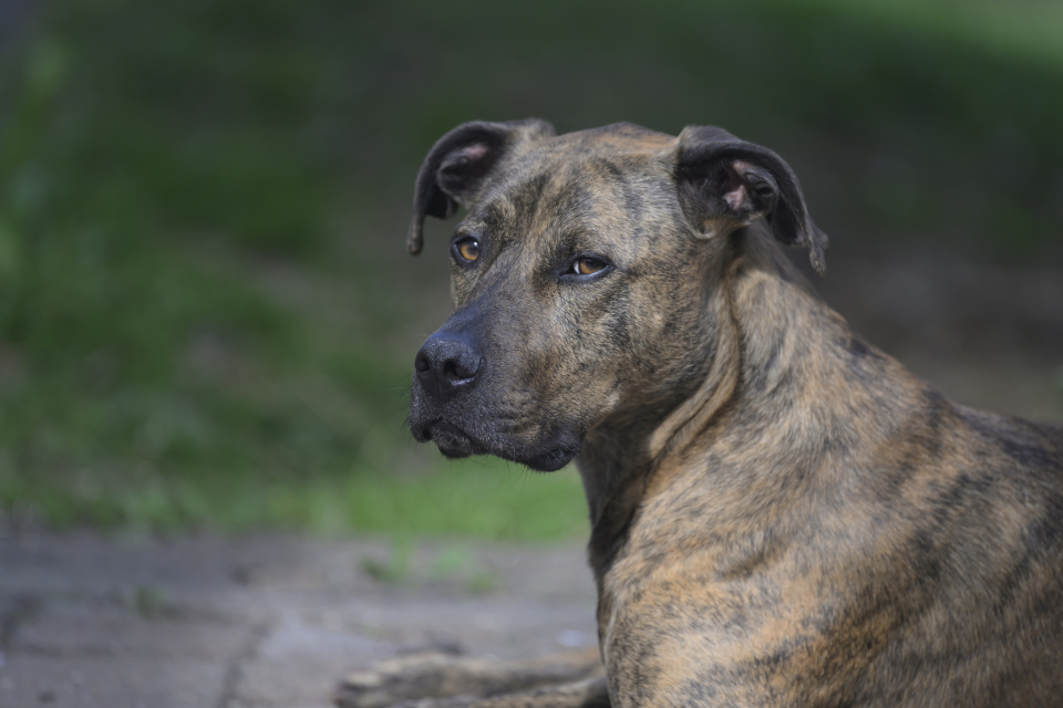 My Boy | dbifulco | Blipfoto