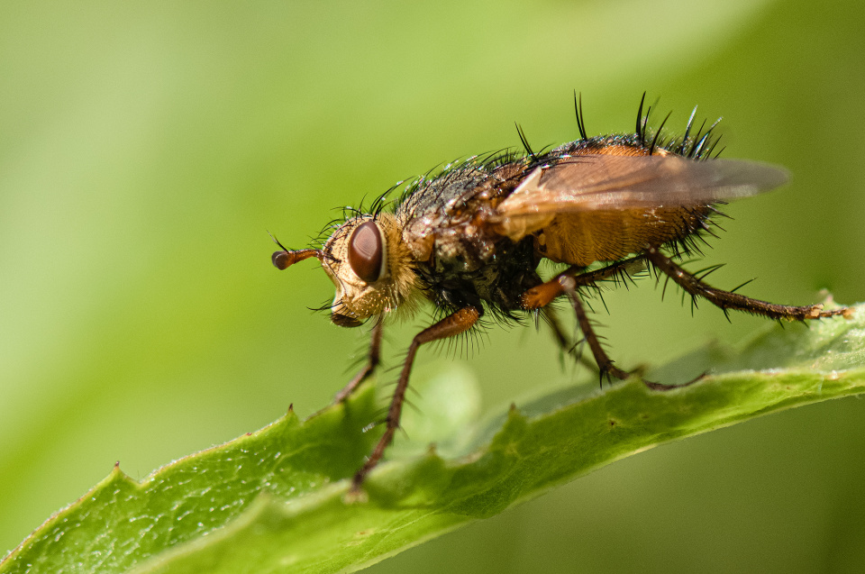 A nasty looking fly! | KenPetch | Blipfoto