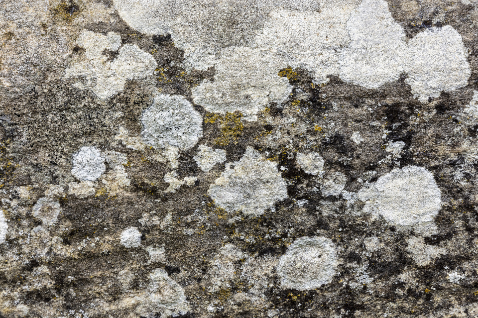 Lichen | AbstractFiesta | Blipfoto