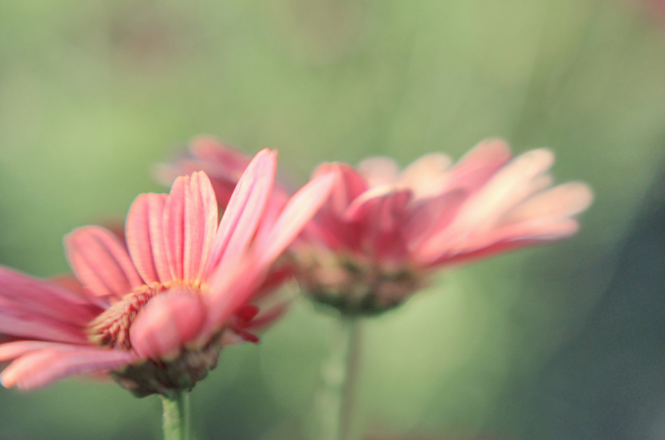 Daisy | rainie | Blipfoto