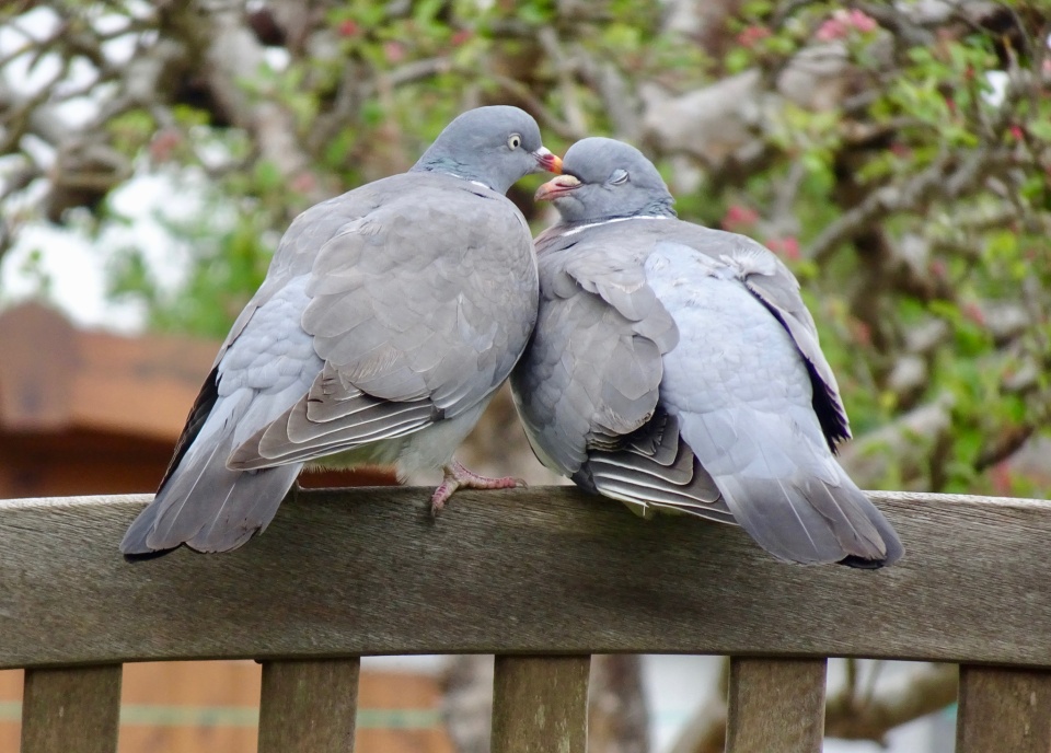 Pecking pigeons! | PAR1 | Blipfoto