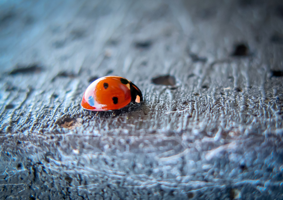 Beetling About | pplnani | Blipfoto