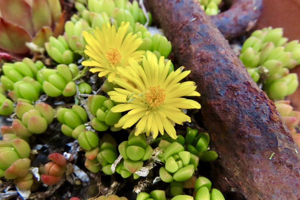 Tiny flowers | Jaybay | Blipfoto