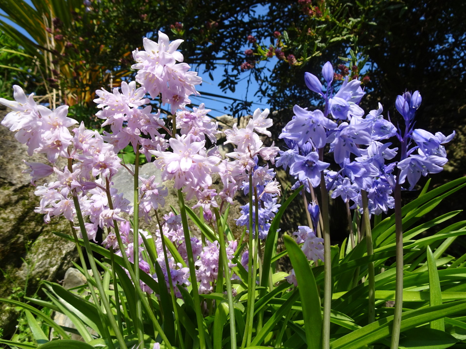 Pink and bluebells | PAR1 | Blipfoto