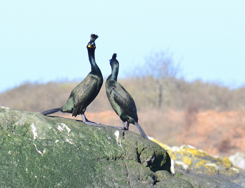 What can I say? Two Shags | kwasi | Blipfoto