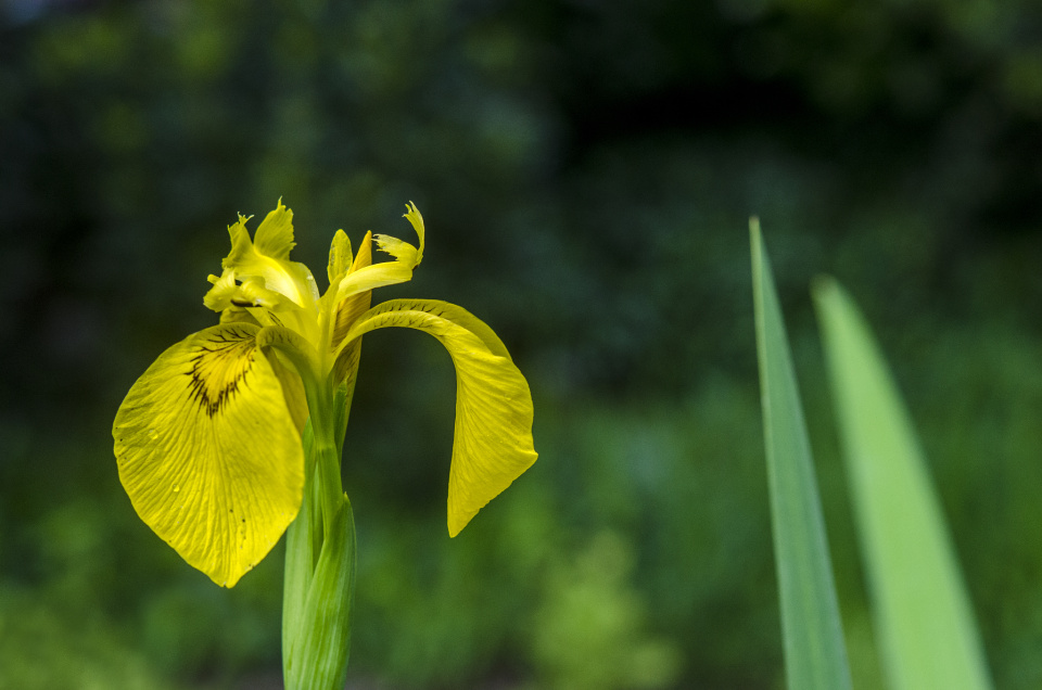 Yellow Flag | Ingeborg | Blipfoto