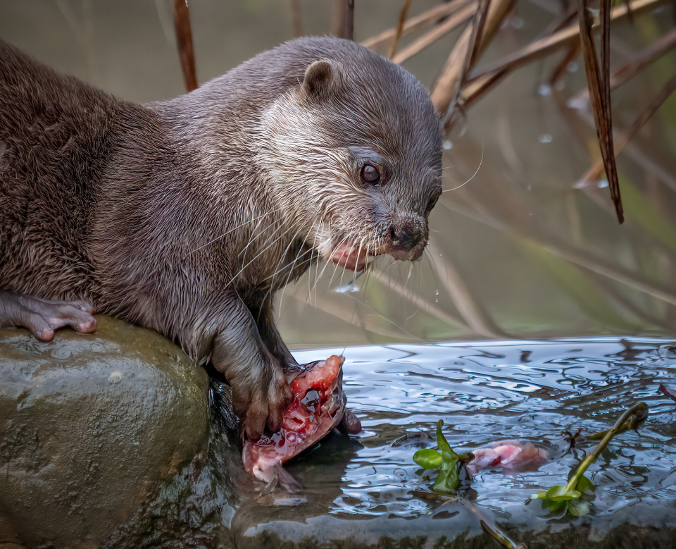 Nature Red in Tooth and Claw... | davidc | Blipfoto