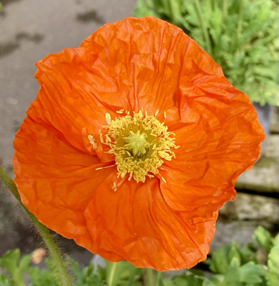 Poppy | koko | Blipfoto