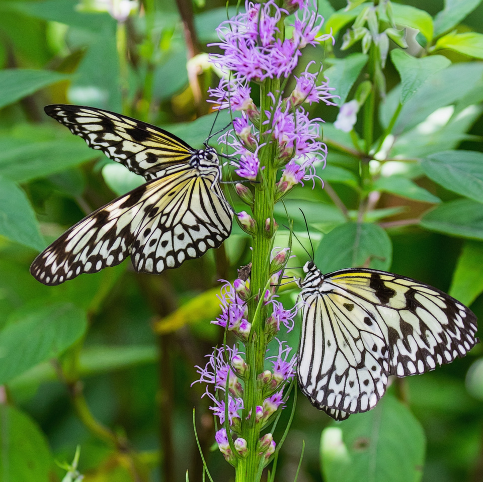 Tree Nymphs | maura143 | Blipfoto