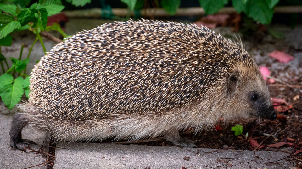 A very dear visitor | GoranZebuhr | Blipfoto