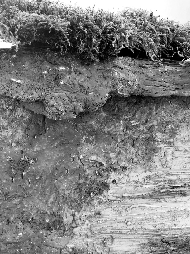 Mono Monday..... | pkln | Blipfoto