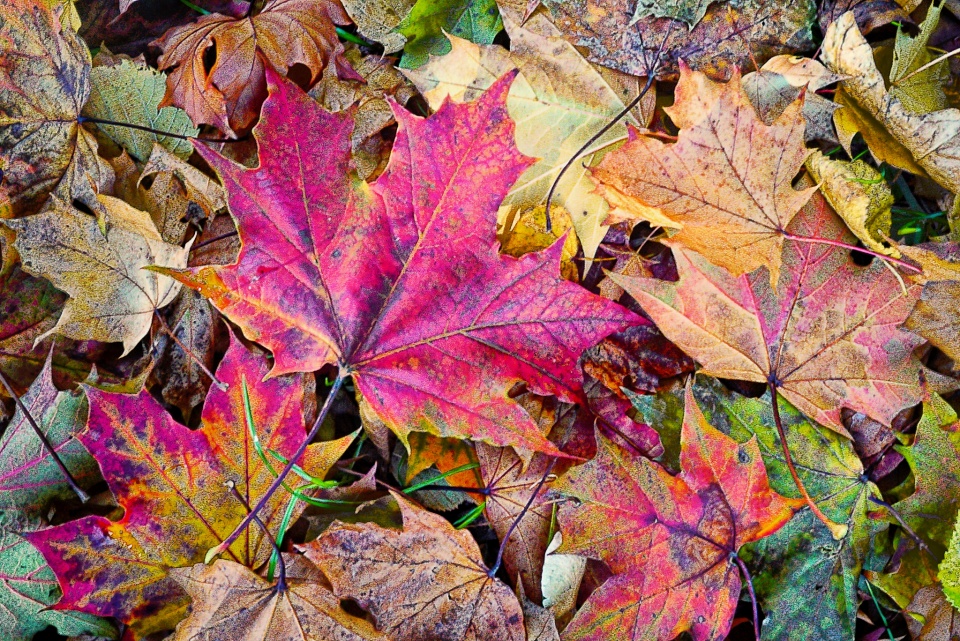 Autumn Textures | BobsBlips | Blipfoto