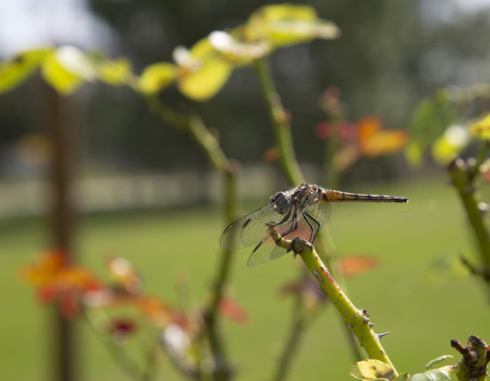 Dragonfly | bugsman | Blipfoto