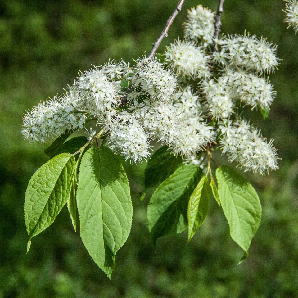 Prunus maackii... | ejniemi | Blipfoto