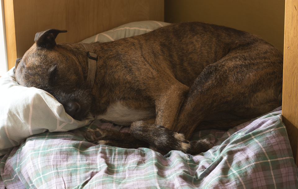 All dogs are created equal, | SamAgainPlease | Blipfoto