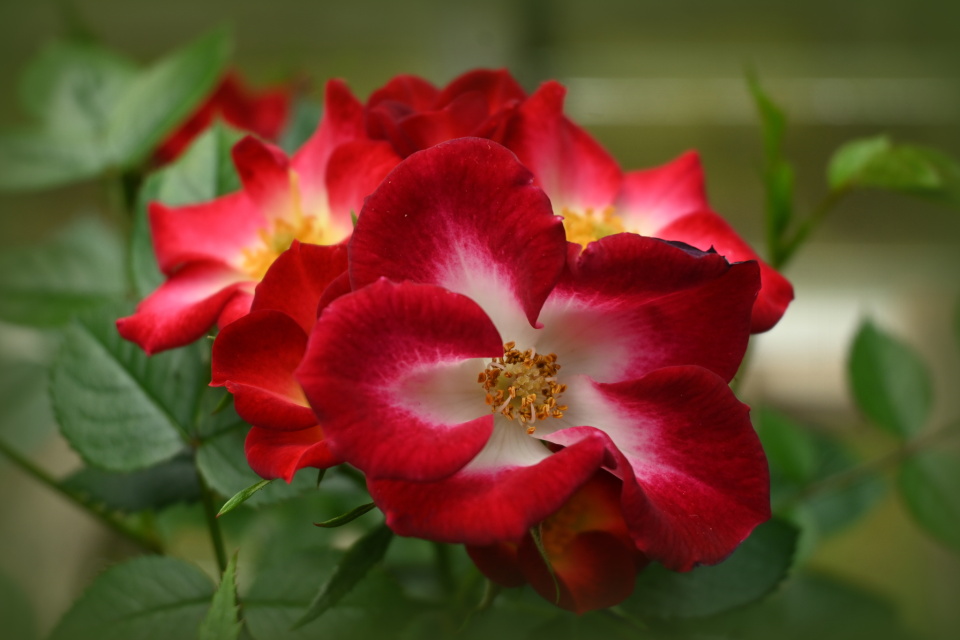 Ruby Glow | Paola | Blipfoto