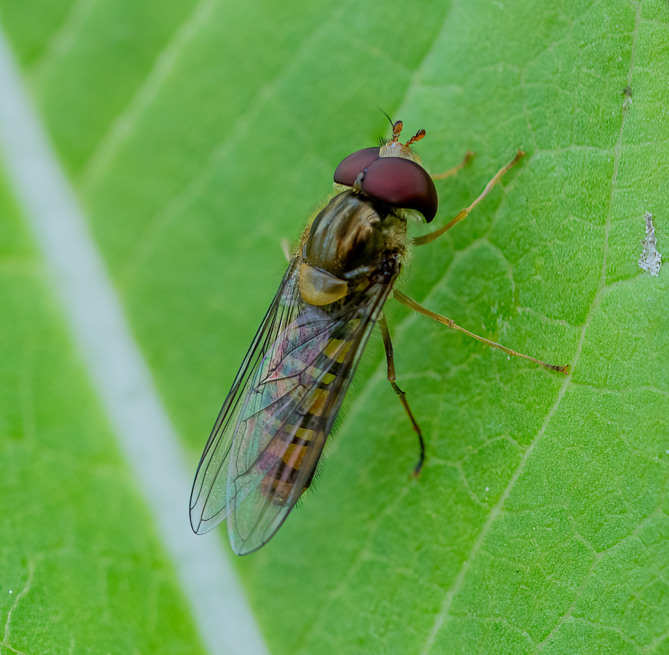 Hoverfly | DarkEyedMary | Blipfoto