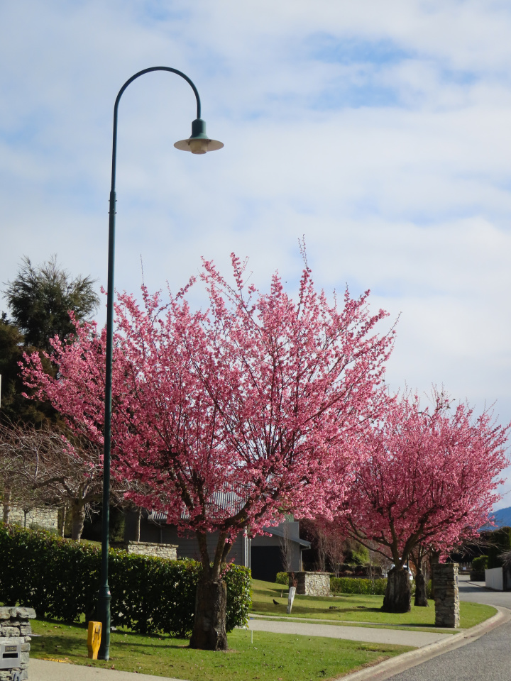 Looks like Spring | acyclinggranny | Blipfoto