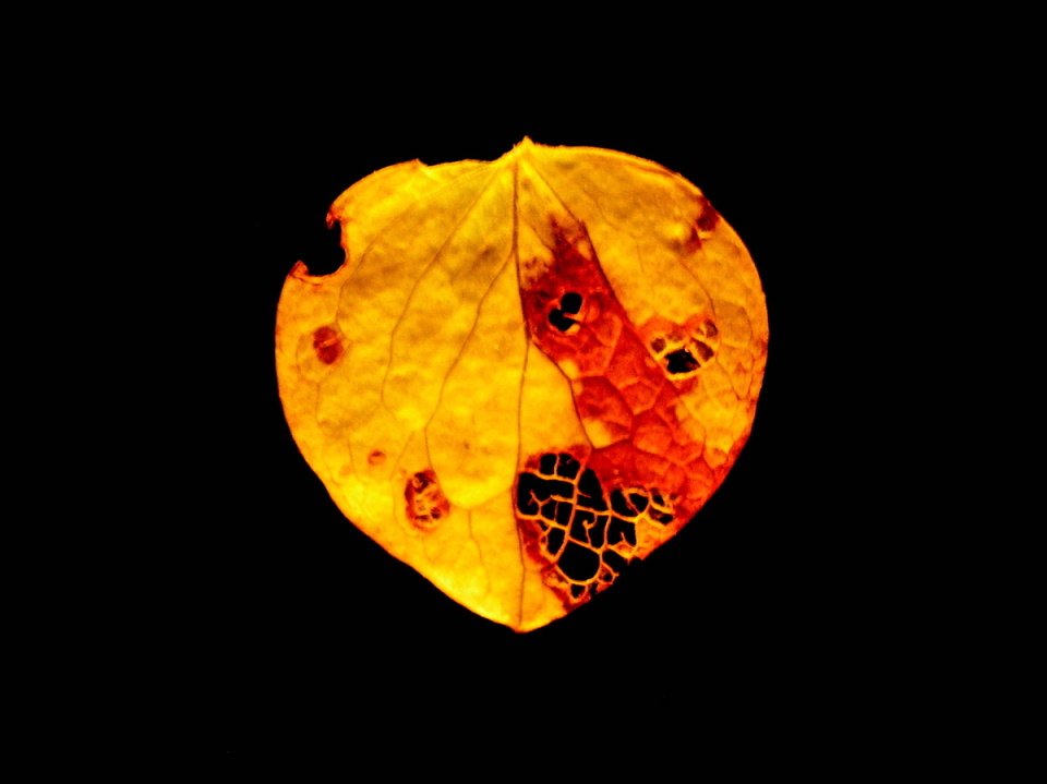 Evil leaves | linnupoja | Blipfoto