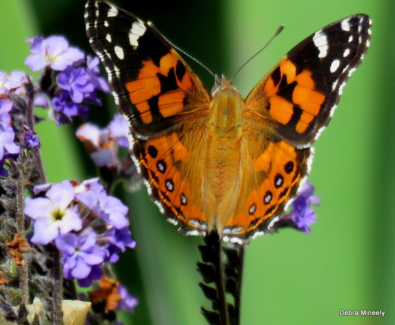 flutter ~ painted lady | damselfly58 | Blipfoto