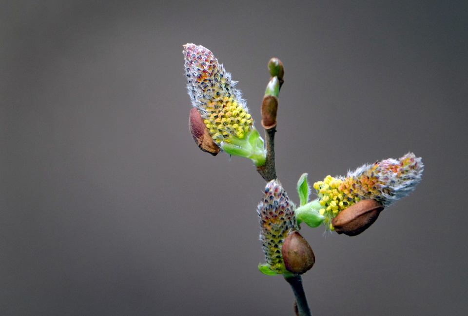 Willow 'flowers' | Miranda1008 | Blipfoto