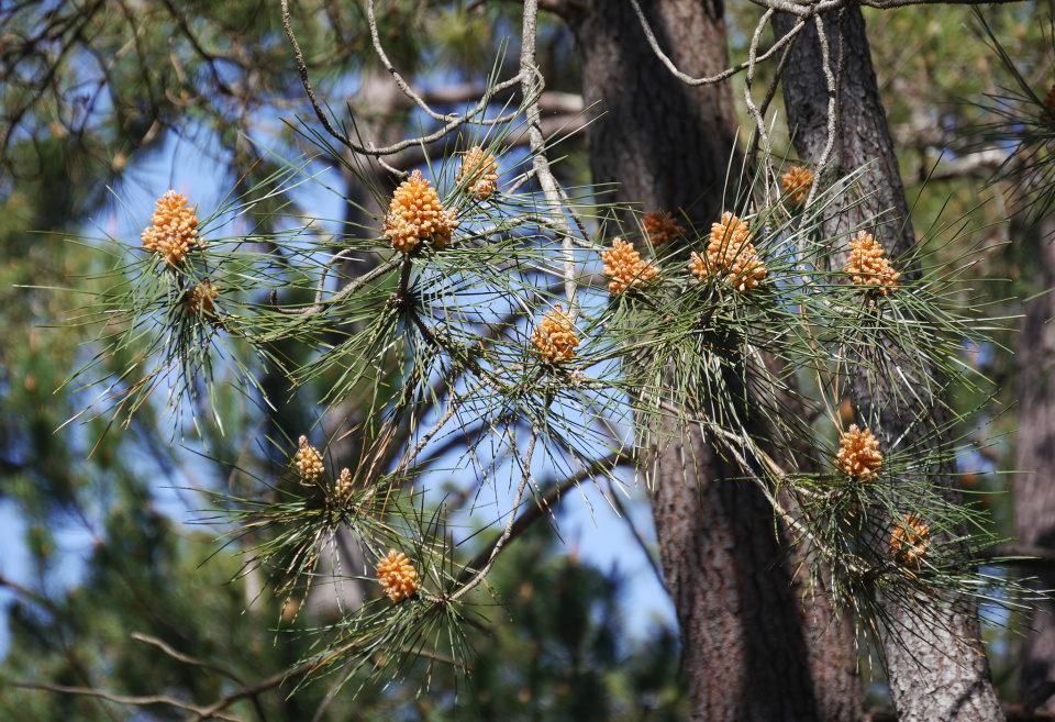 Yellow dust everywhere... | DigitalDave | Blipfoto